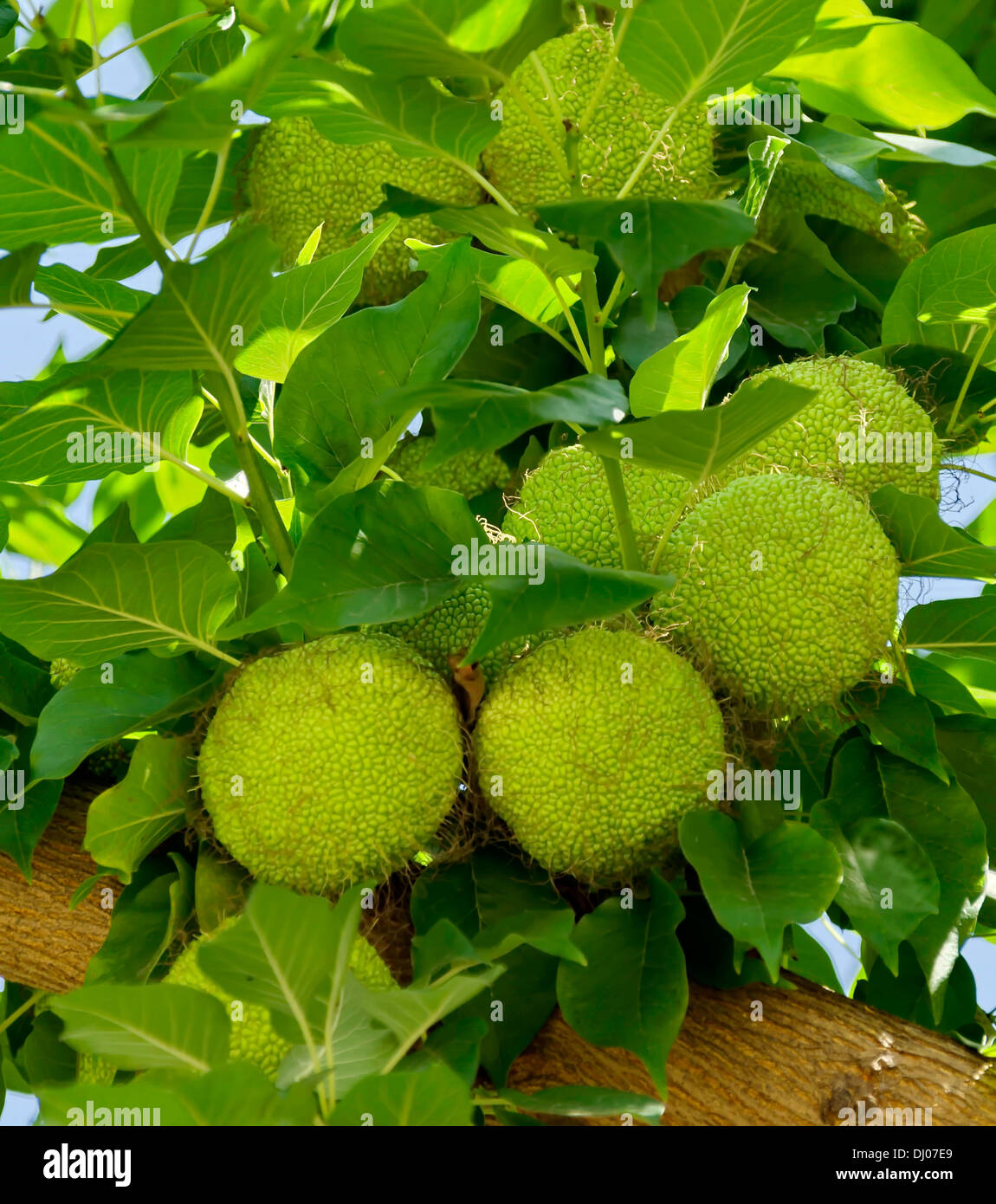 Green maclura fruits hi-res stock photography and images - Alamy