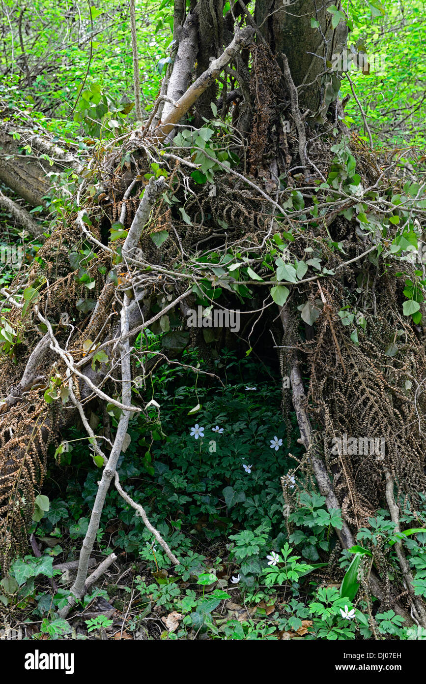 wigwam made of sticks structure wood woodland teepee children ...