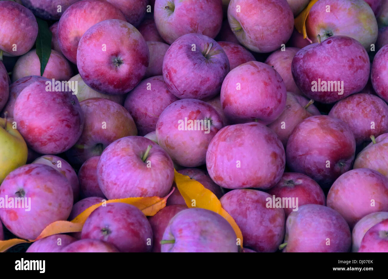 Group of much fresh ripe apple fruits Stock Photo - Alamy