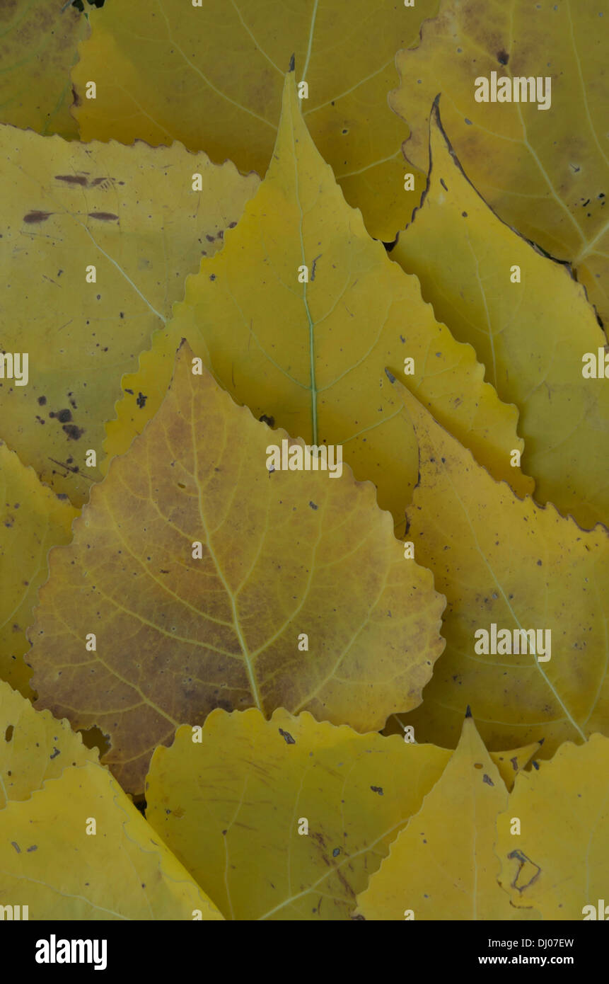 Golden lime color hi-res stock photography and images - Alamy