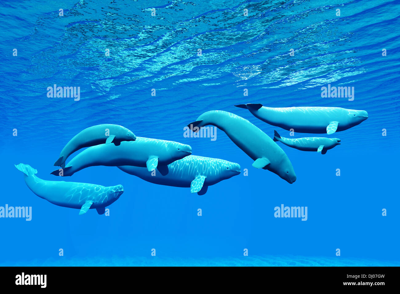 Killer whale underwater pod hi-res stock photography and images - Alamy