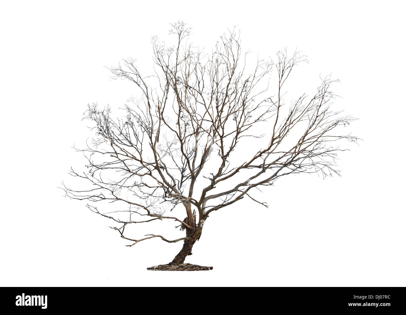 Single old and dead tree isolated on white background Stock Photo - Alamy