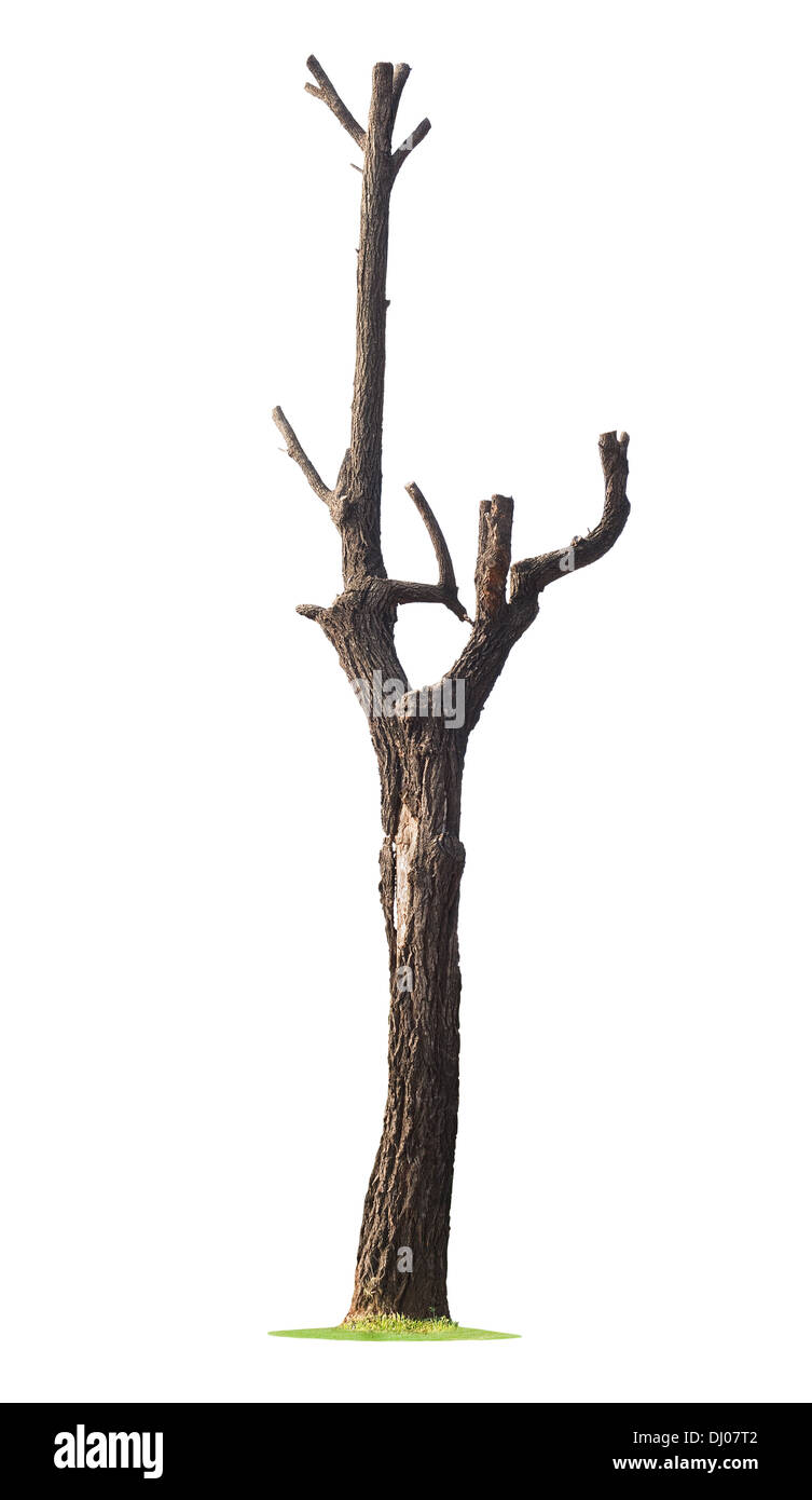 Single old and dead tree isolated on white background Stock Photo - Alamy