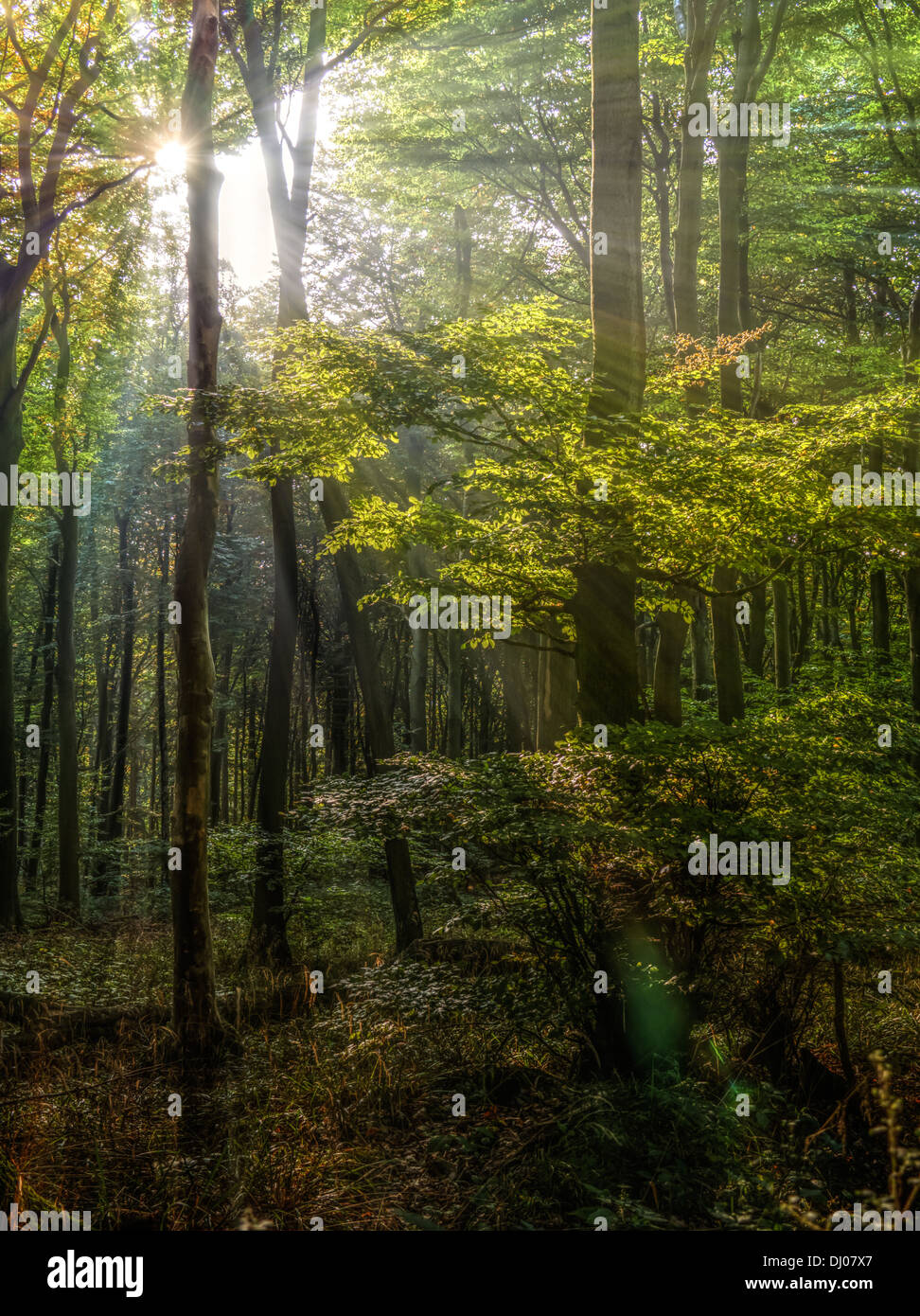 Sunbeam autumn forest hi-res stock photography and images - Alamy