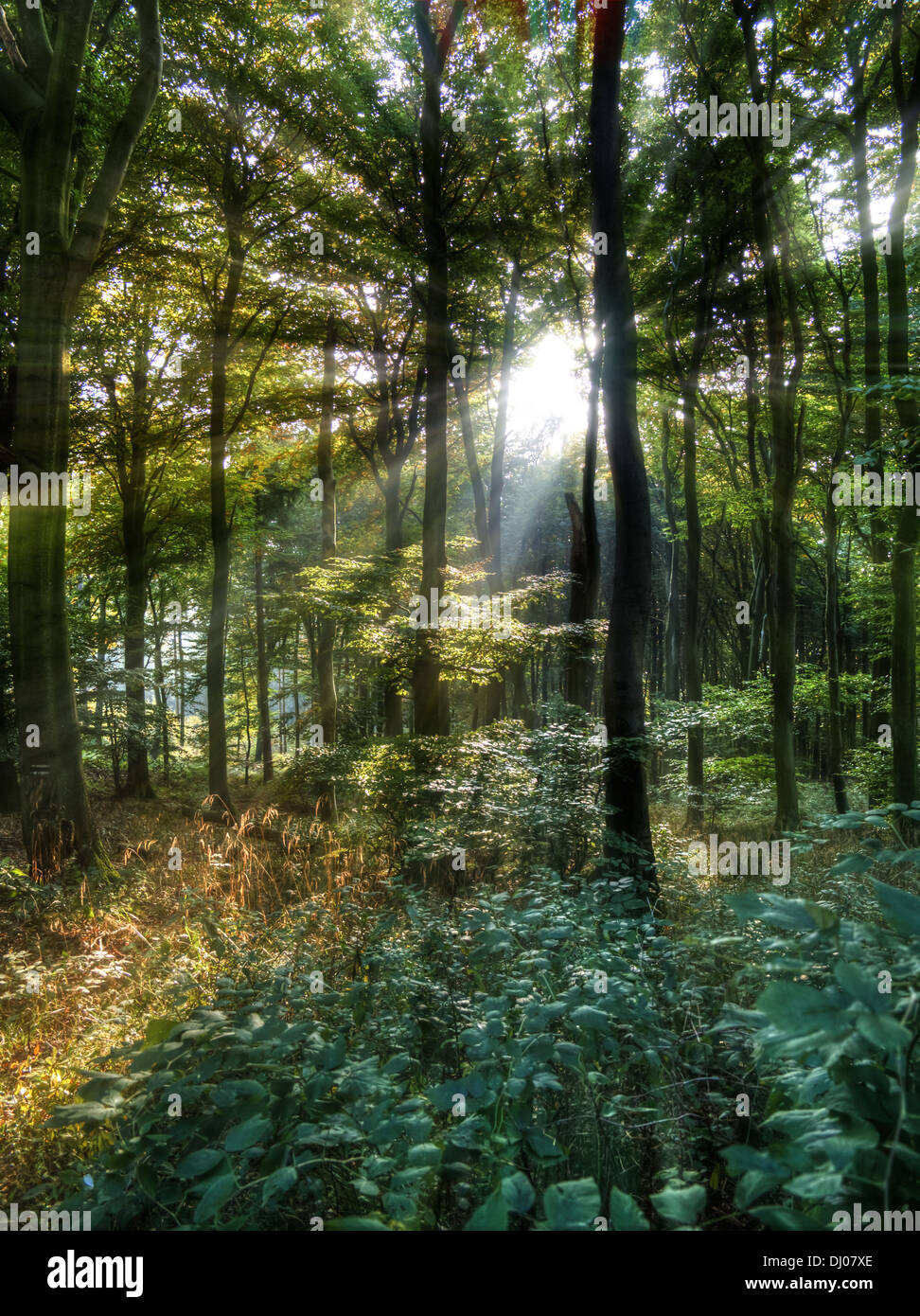 The low warm autumn sun shines through the deciduous forest Stock Photo ...