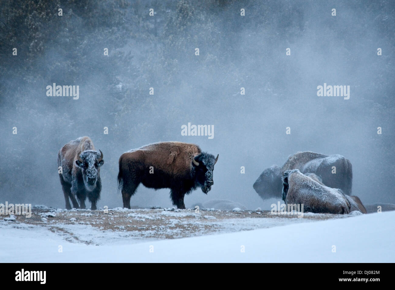 Old faithful geyser people snow hi-res stock photography and images - Alamy