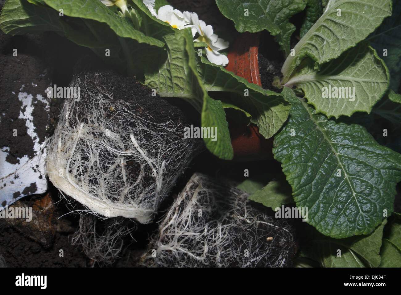 Primrose roots hi-res stock photography and images - Alamy