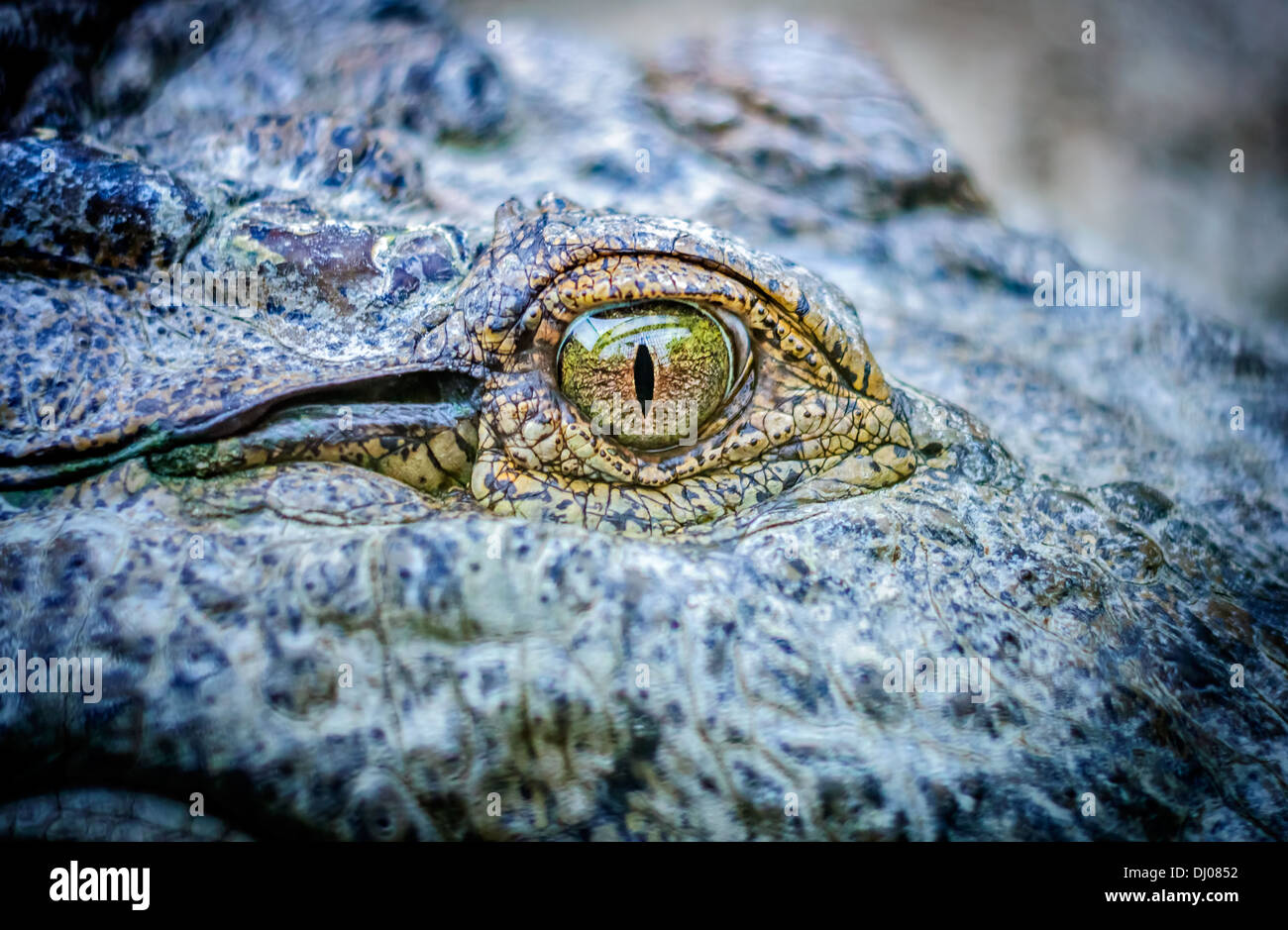 Crocodile eye hi-res stock photography and images - Alamy