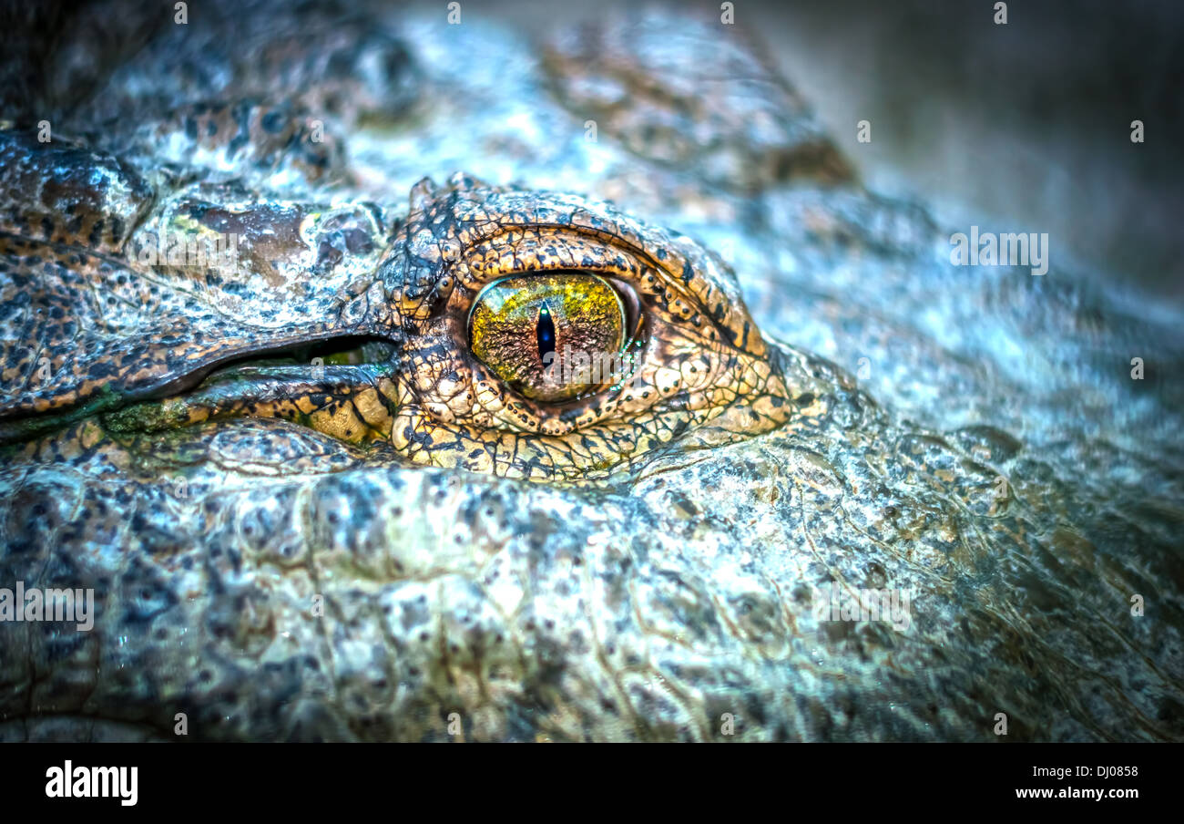 Close up of eye of a crocodile Stock Photo - Alamy