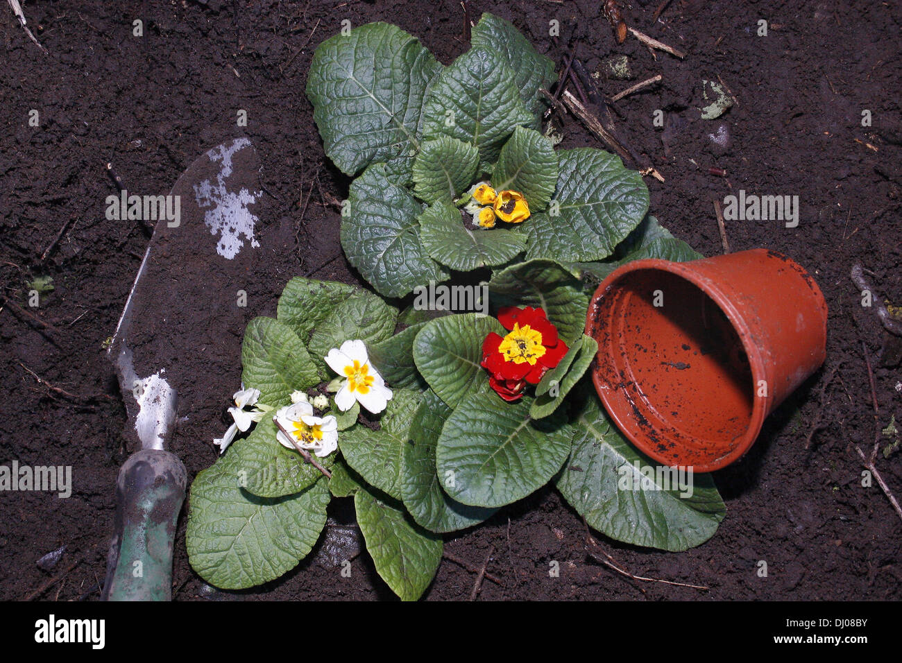 primroses newly planted in garden Primula vulgaris Stock Photo - Alamy