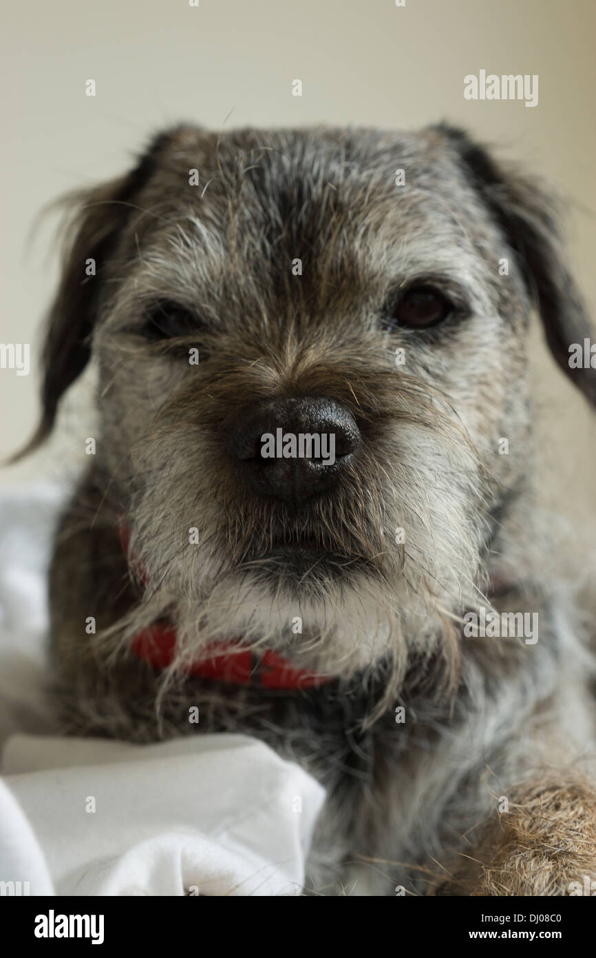 border terrier dog face body ears eyes mouth sleep Stock Photo - Alamy