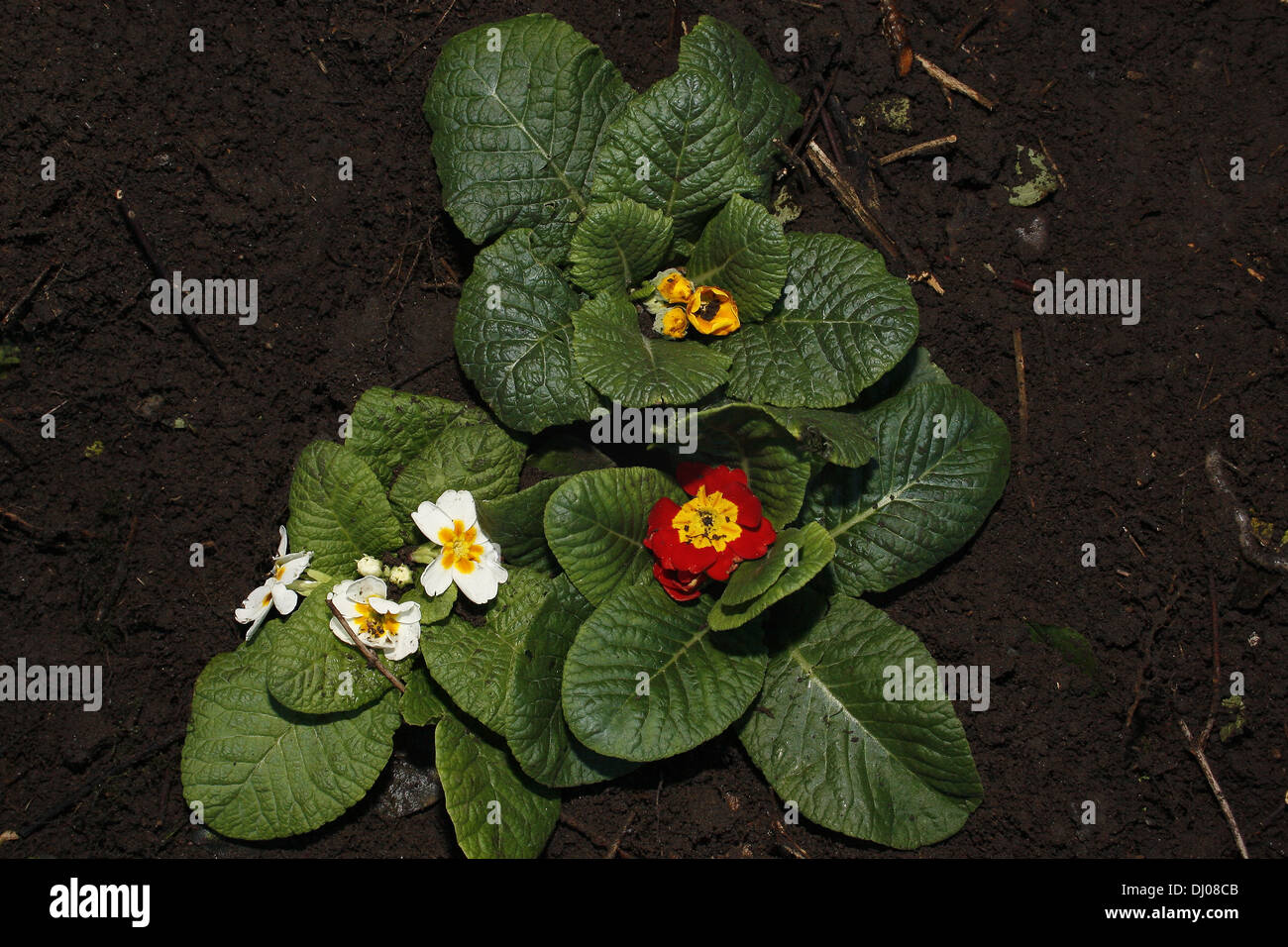 primroses newly planted in garden Primula vulgaris Stock Photo - Alamy