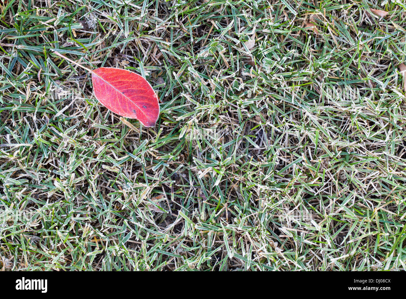 background texture of lawn grass and red leaf covered with frost Stock ...