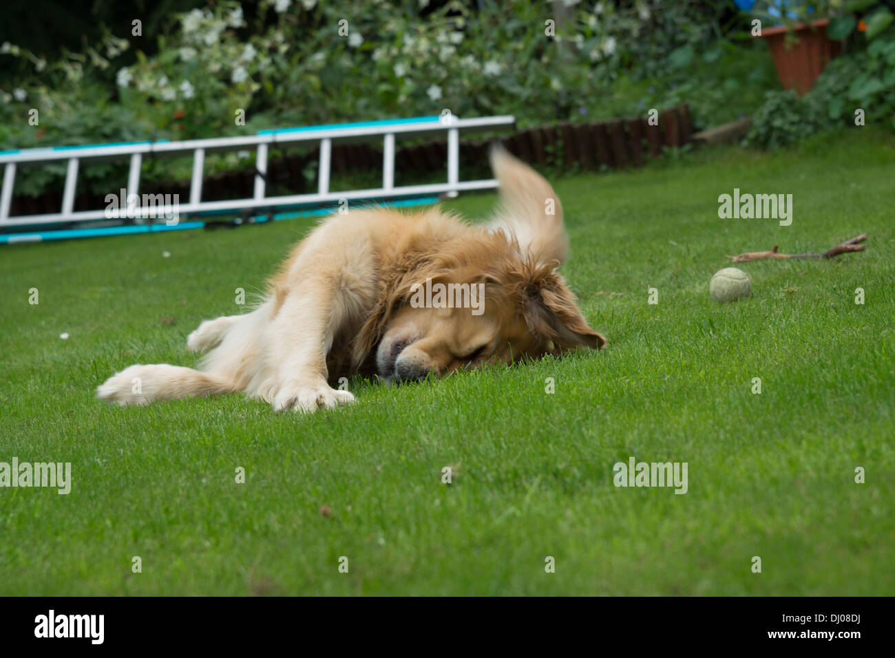 Golden retriever playing with tennis ball hi-res stock photography and ...