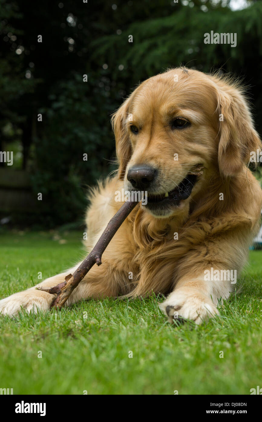 golden retriever Labrador playing outside stick Stock Photo - Alamy