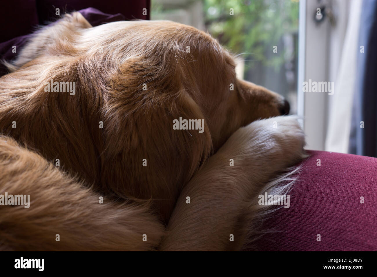 golden retriever Labrador dog face teeth playing Stock Photo - Alamy