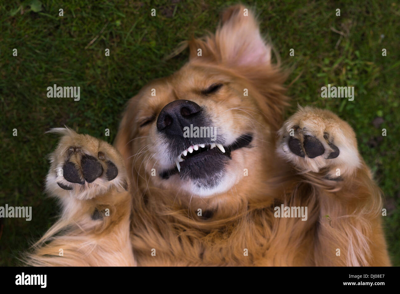 Golden labrador smiling hi-res stock photography and images - Alamy