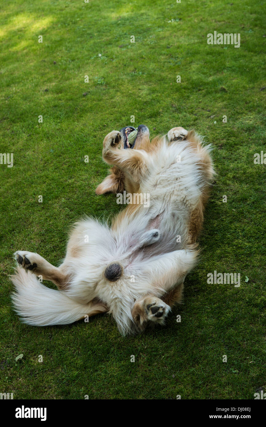 Golden retriever dog high five hi-res stock photography and images - Alamy