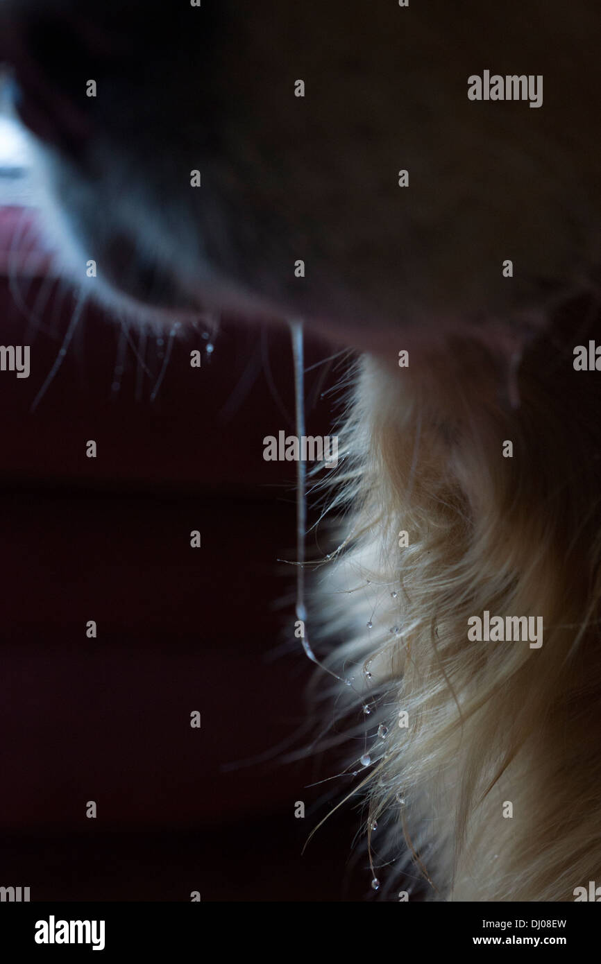 golden retriever labrador puppy dog dribble saliva Stock Photo - Alamy