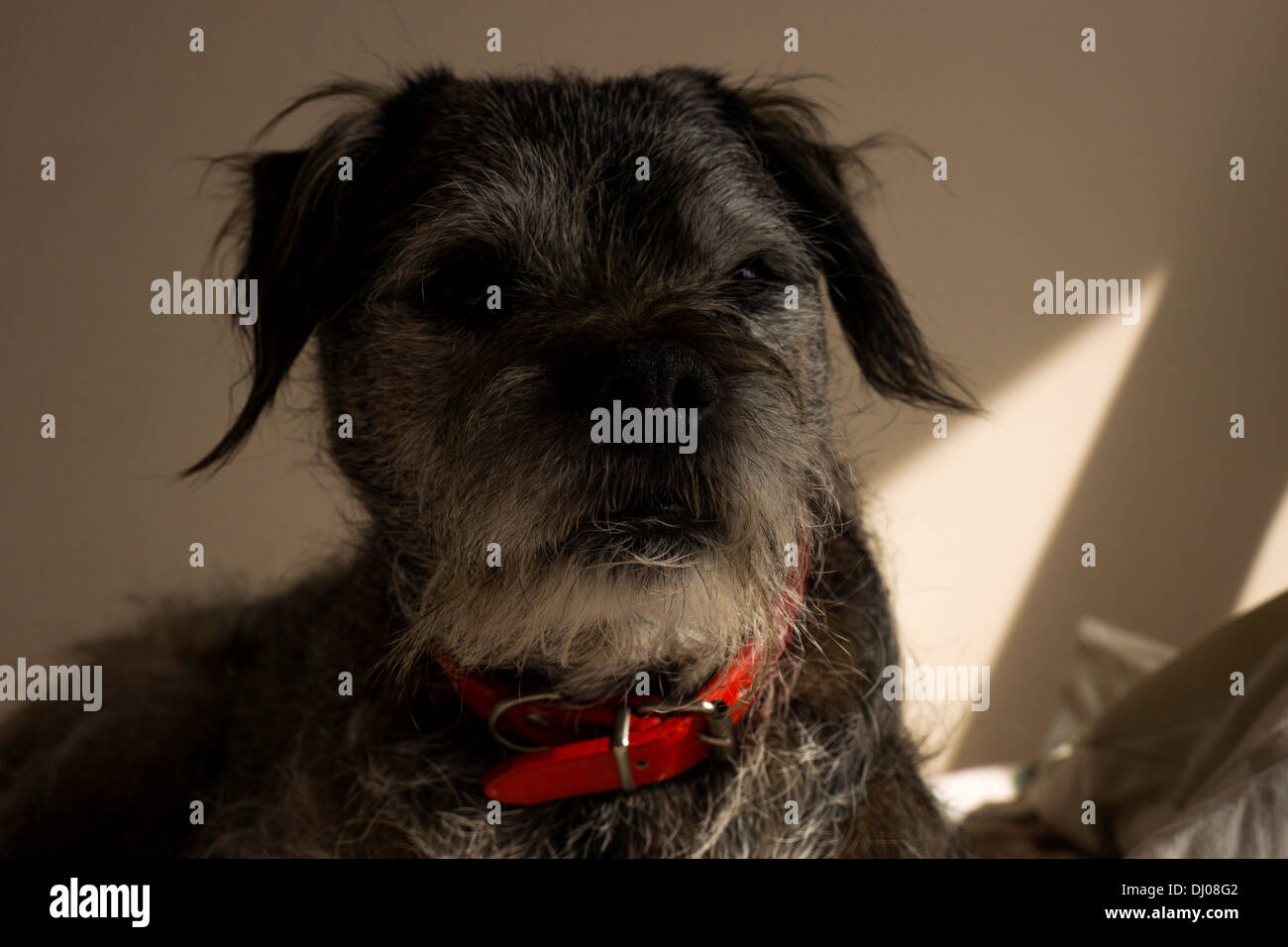 border terrier dog face body ears eyes mouth Stock Photo - Alamy