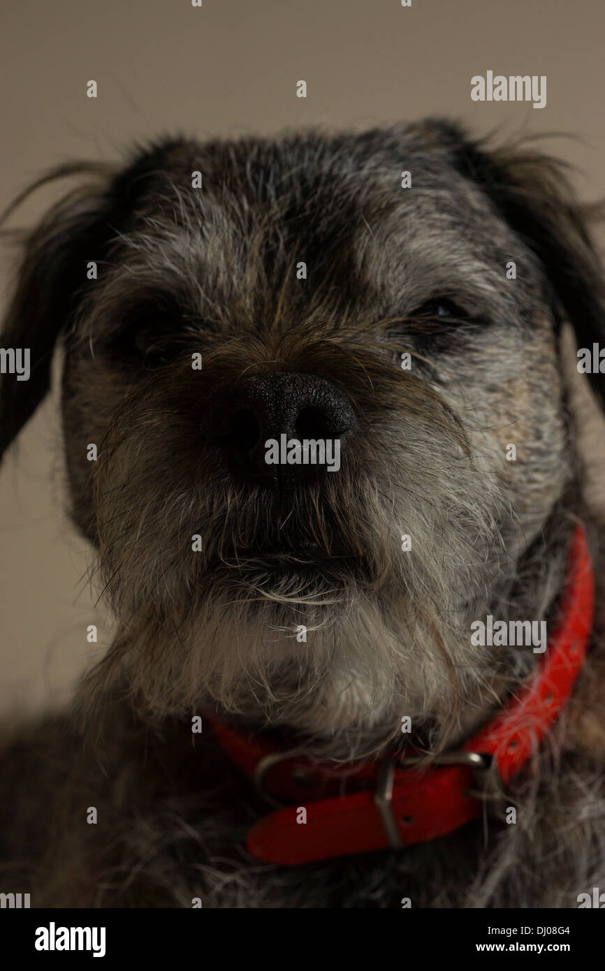 border terrier dog face body ears eyes mouth Stock Photo - Alamy