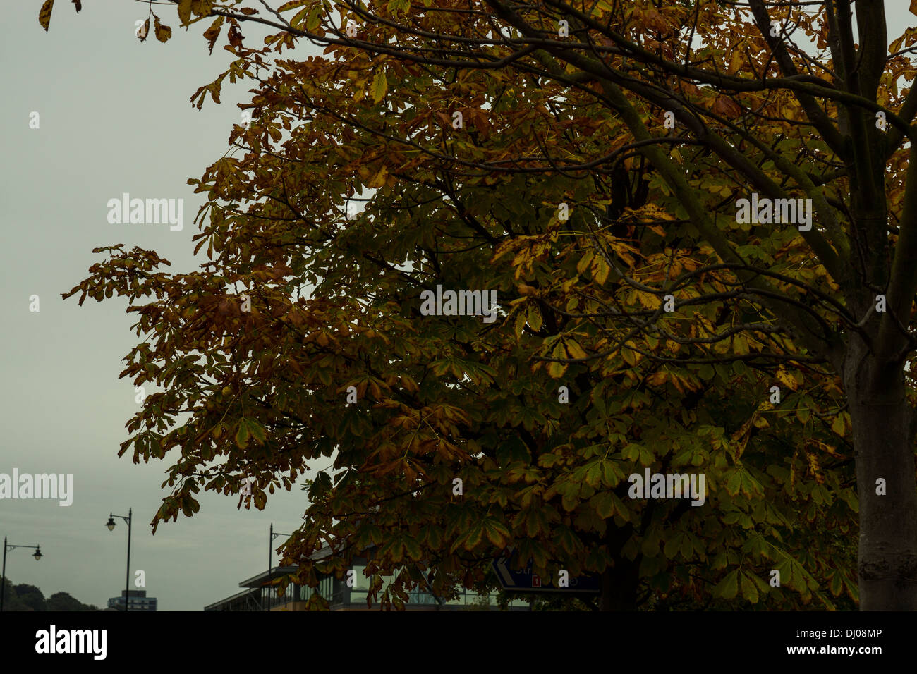 Changing color tree hi-res stock photography and images - Alamy