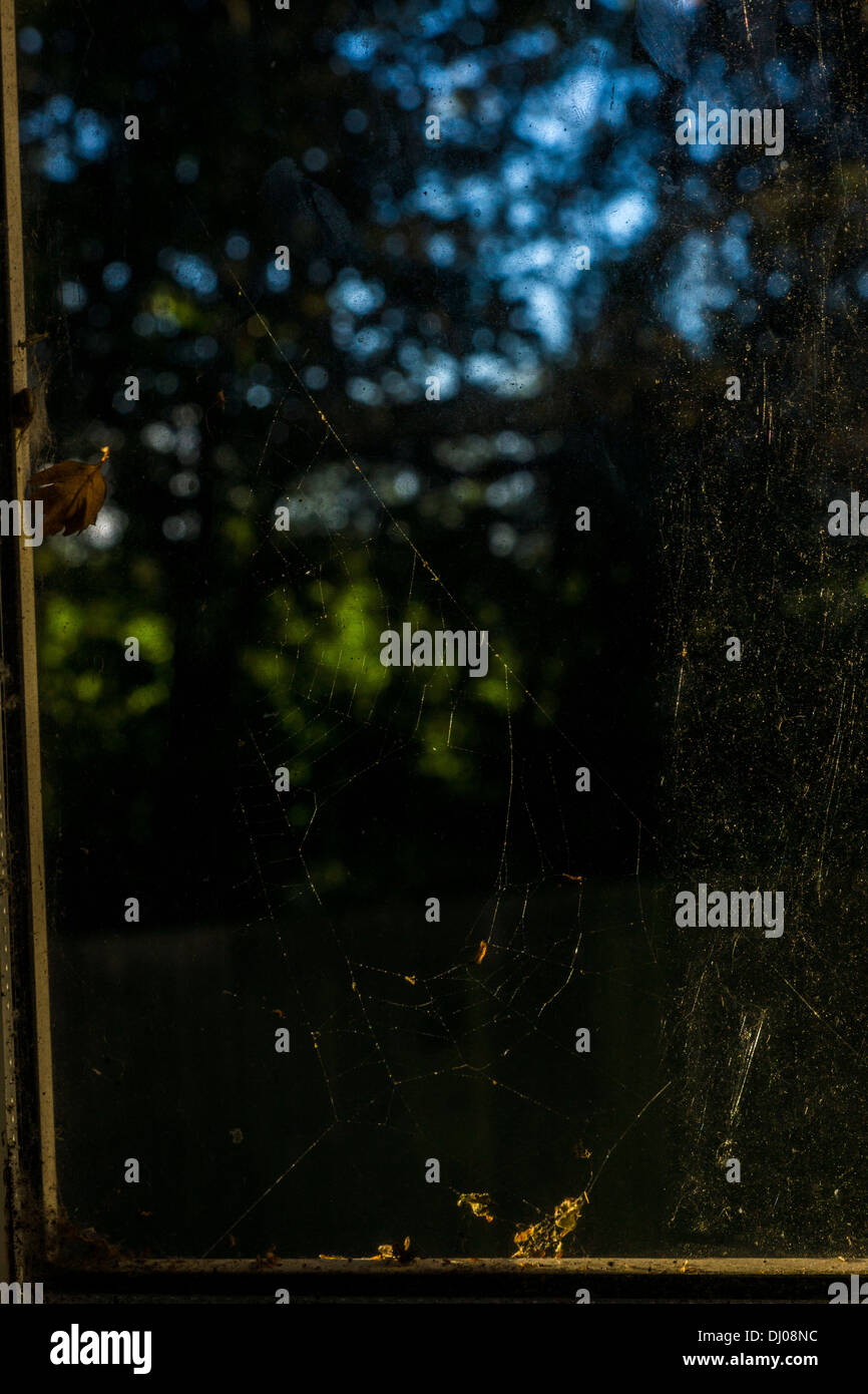 cobwebs cob webs leafs window dirty stuck sunset Stock Photo - Alamy