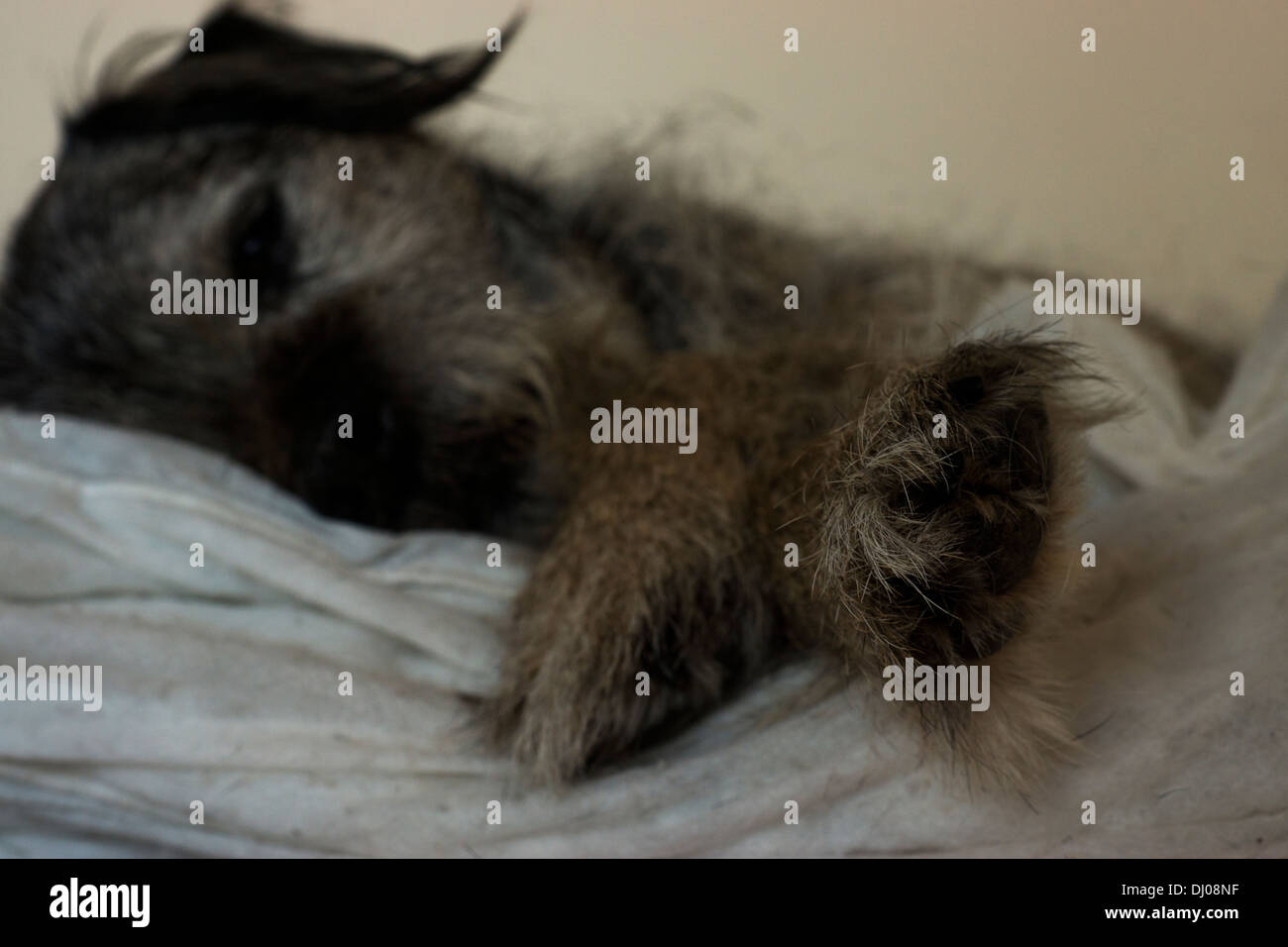 border terrier dog ear paw static hair laying bed Stock Photo - Alamy