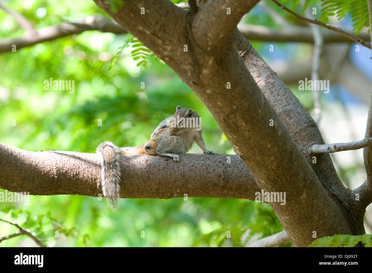 Indian palm squirrel funambulus palmarum hi-res stock photography and ...