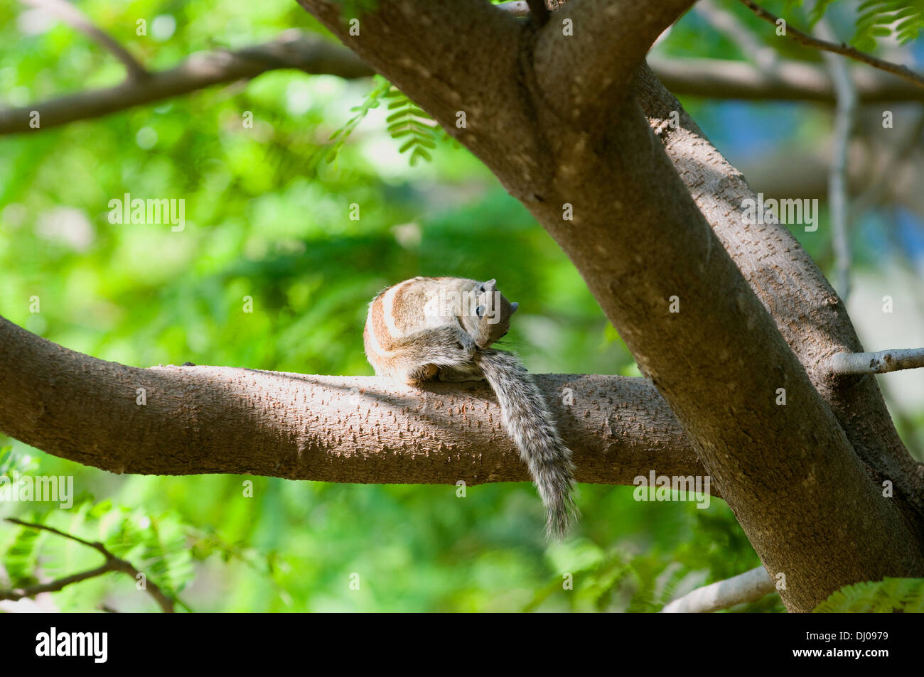 The Indian palm squirrel (Funambulus palmarum) also known as three ...