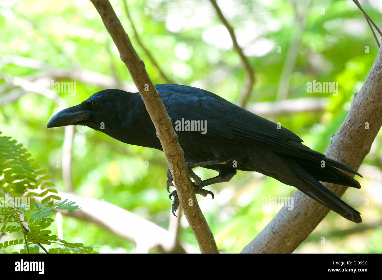 Common black crow sat among the leaves of tree in Southern India Stock ...