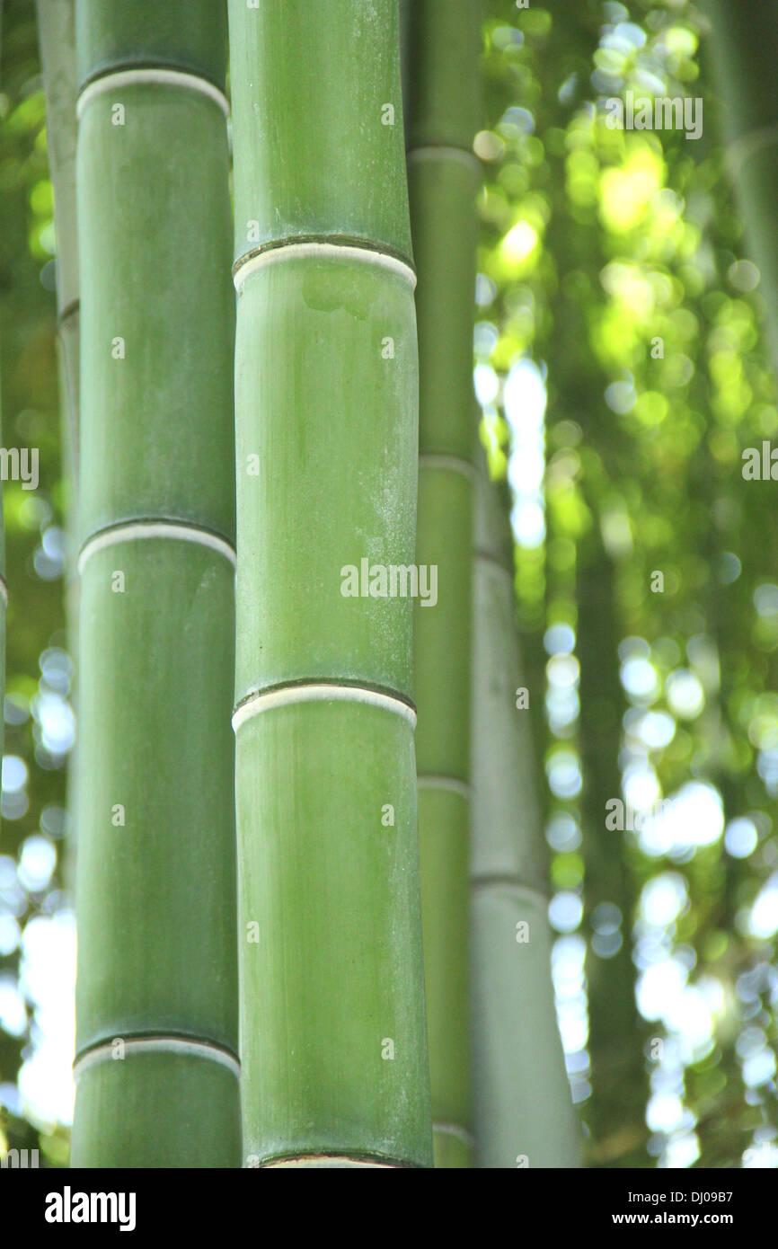 Pole bamboo hi-res stock photography and images - Alamy
