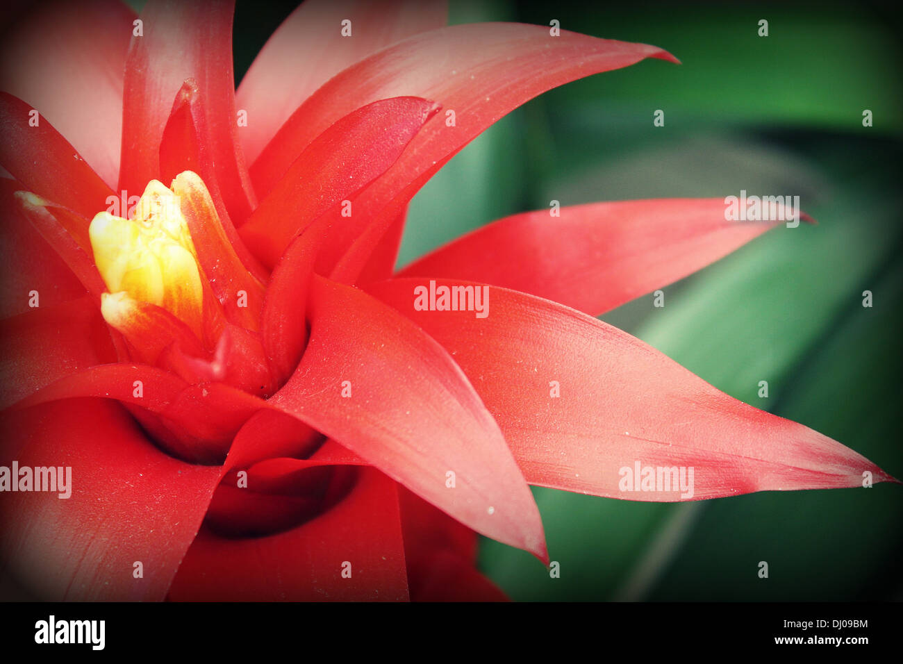 Bromeliad cluster hi-res stock photography and images - Alamy