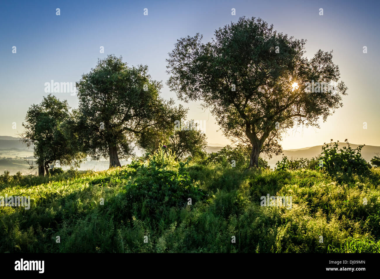 Olive tree sunrise hi-res stock photography and images - Alamy