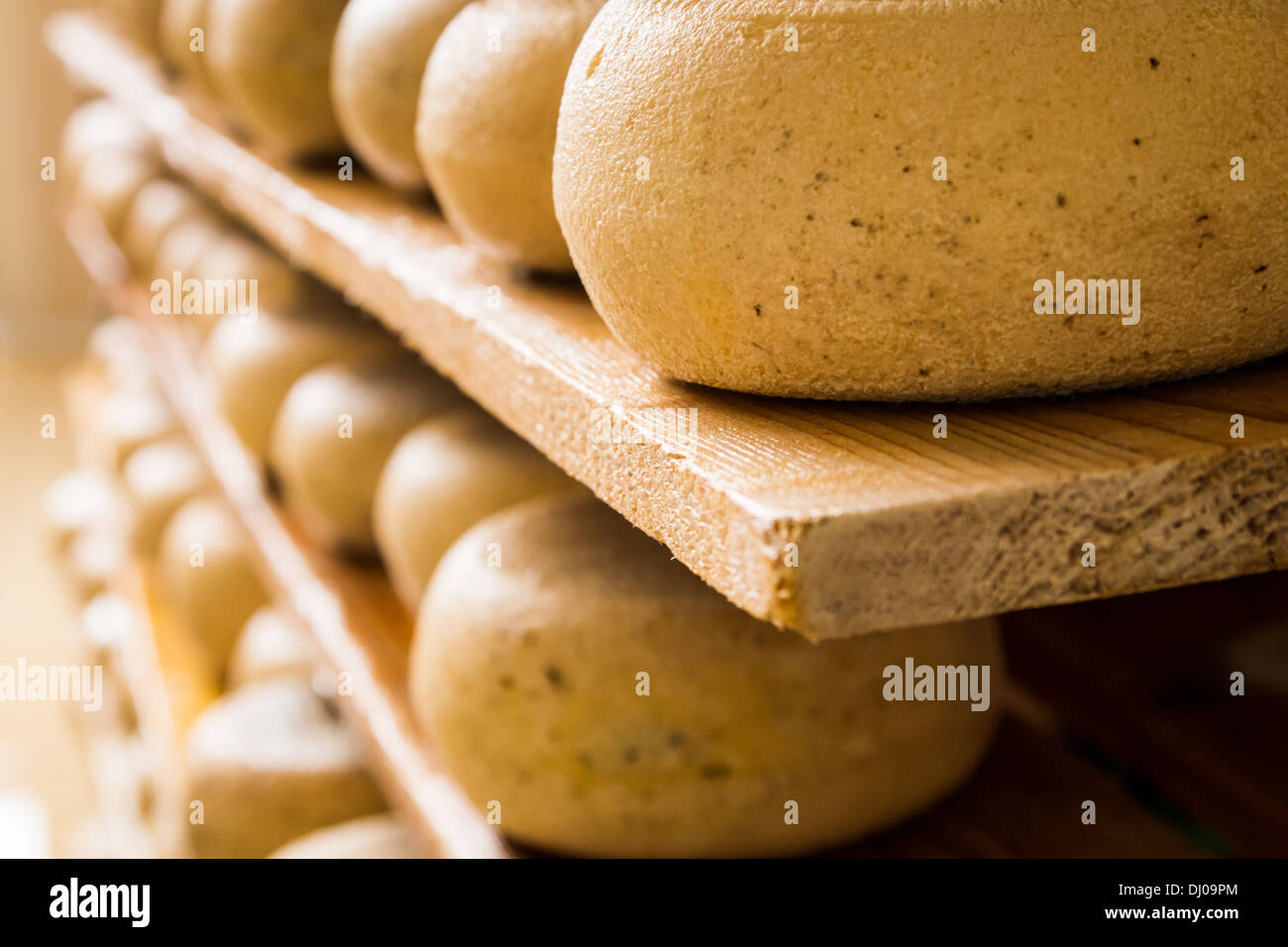 Ripened cheeses lying on wooden shelves Stock Photo - Alamy Ripened cheeses lying on wooden shelves Stock Photo - Alamy