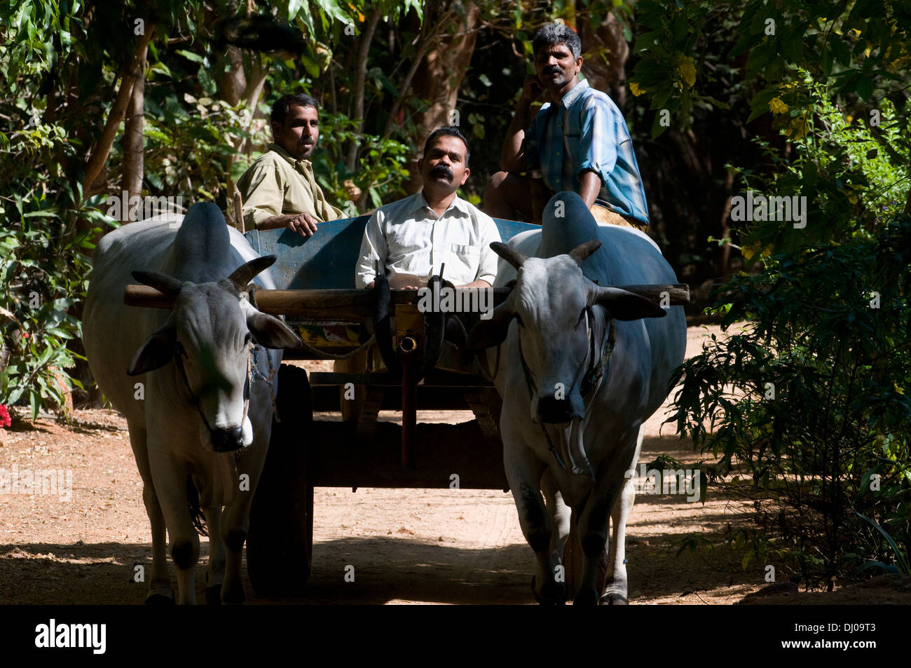 Three working Indian men sat on their bullock cart, with two stately ...