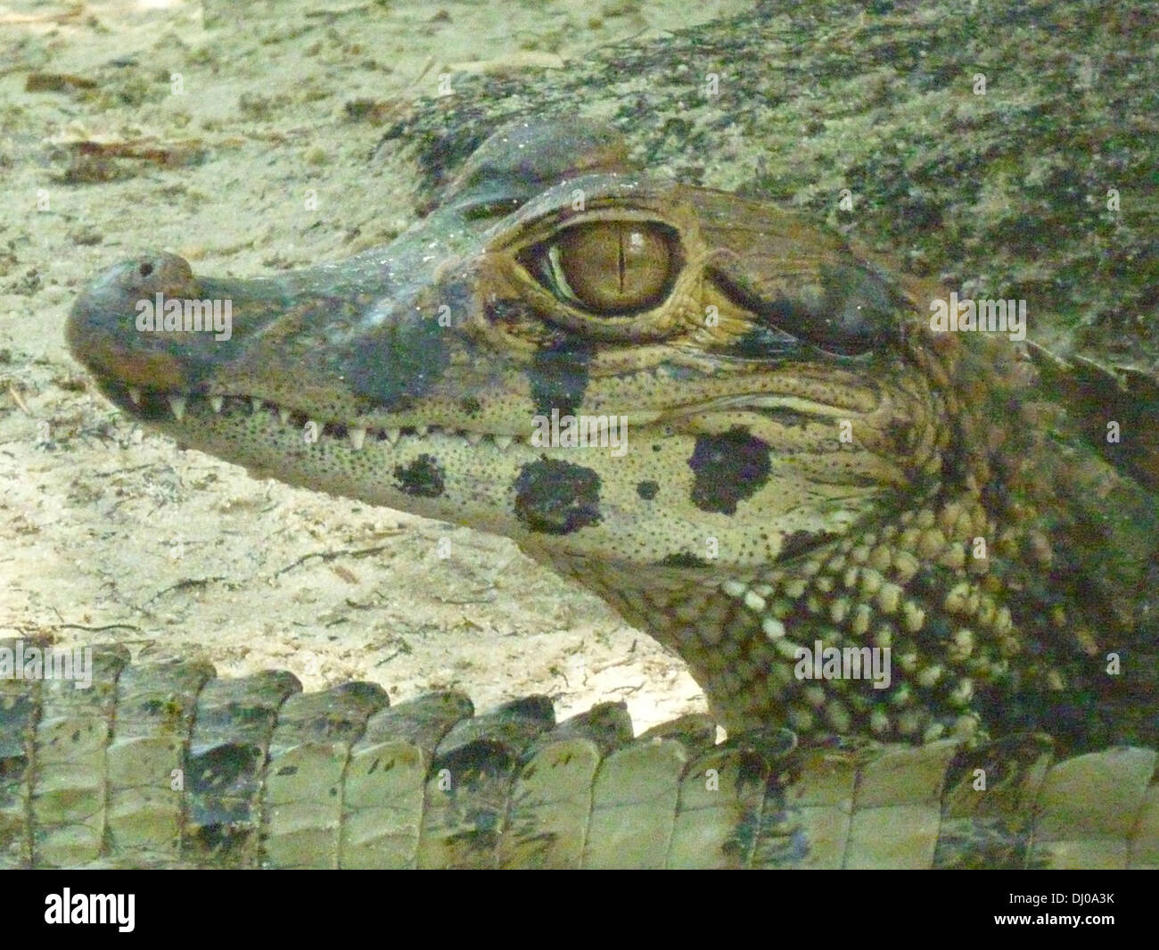 A small Caiman on the banks of the Amazon river near Iquitos Peru Stock ...