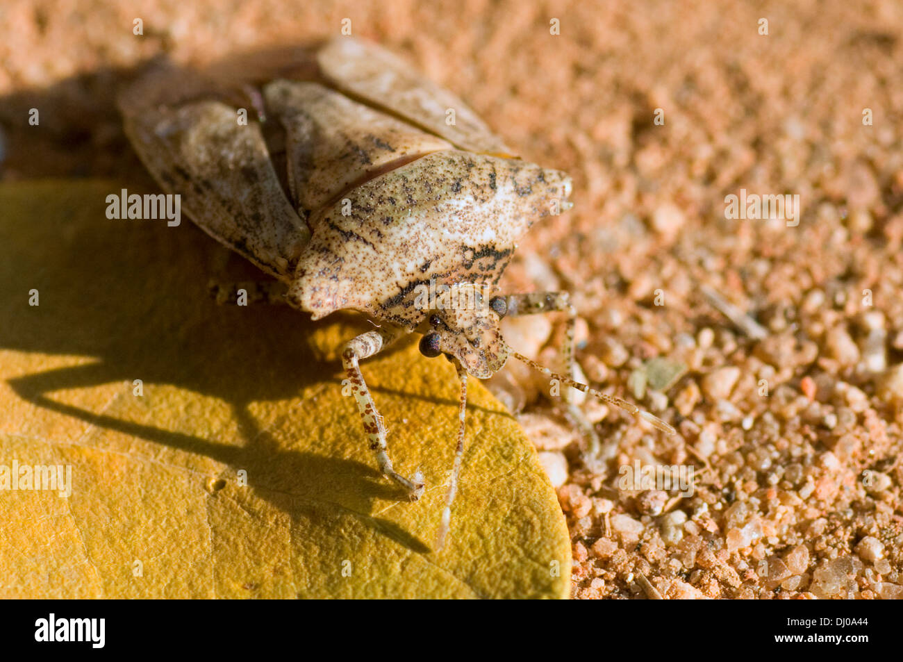 Indian Insect foraging on a leaf on the sands of the South Indian ...