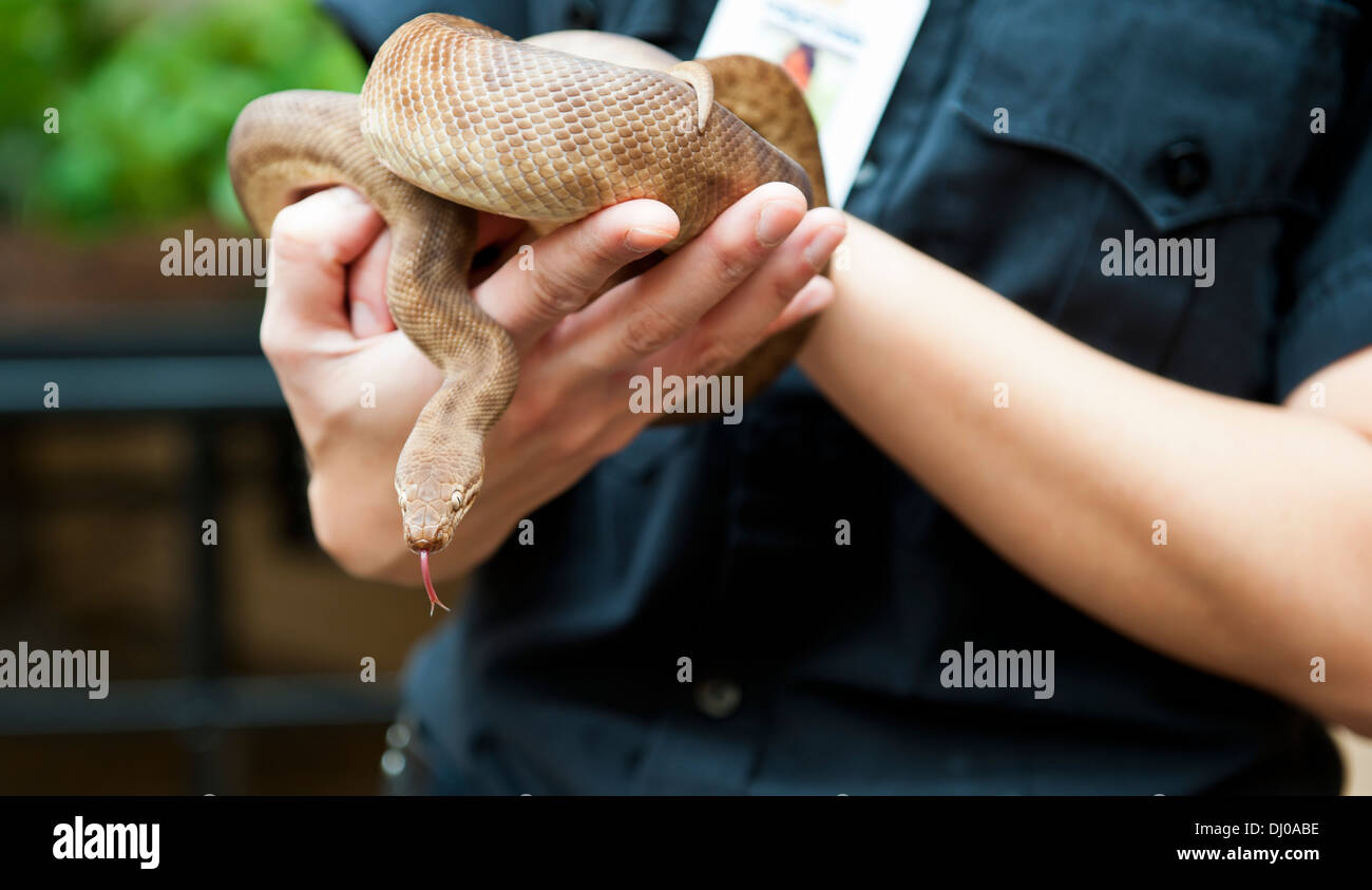 Snake handler zoo hi-res stock photography and images - Alamy