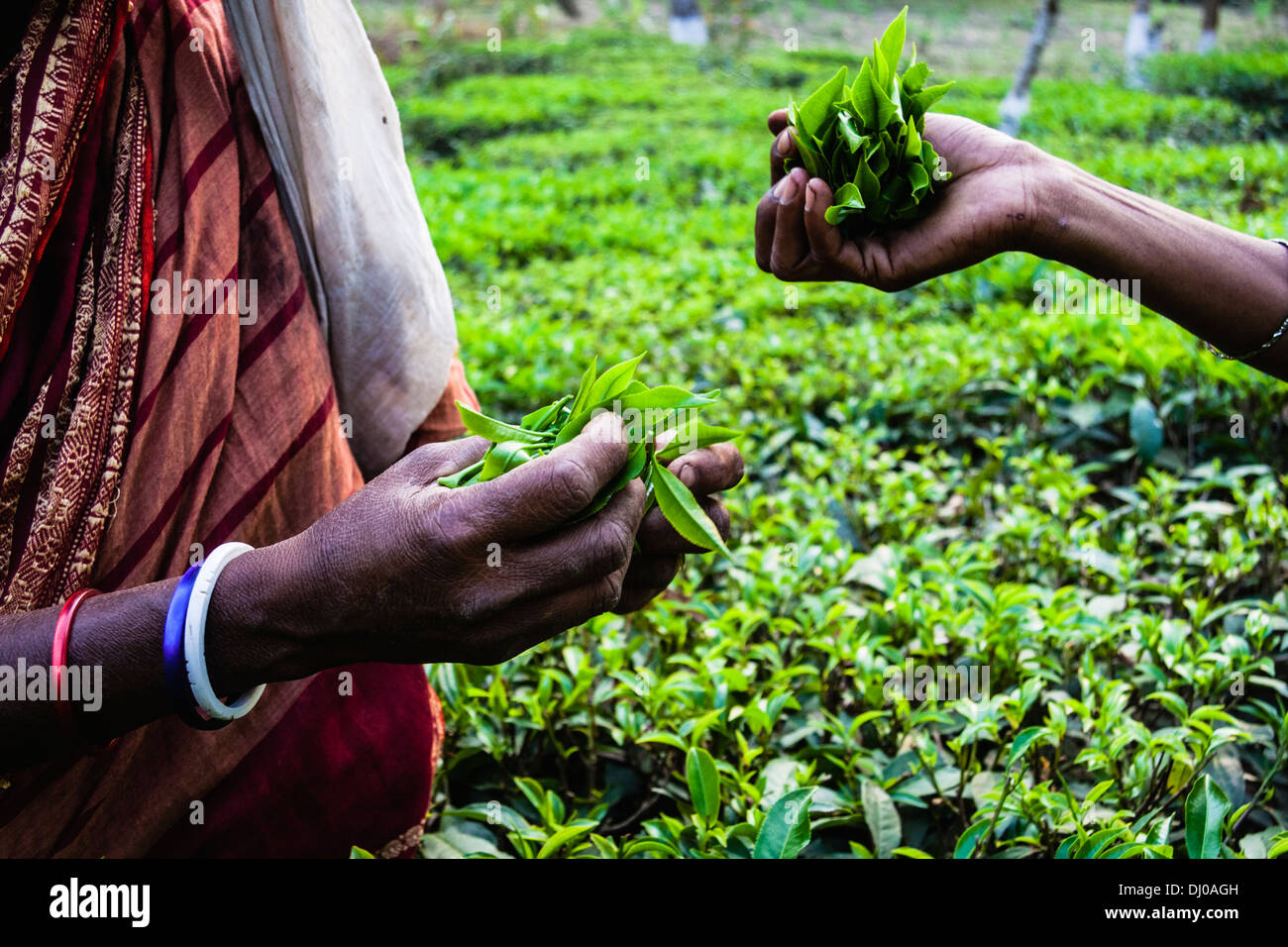 Tea pickers at a tea estate Stock Photo - Alamy
