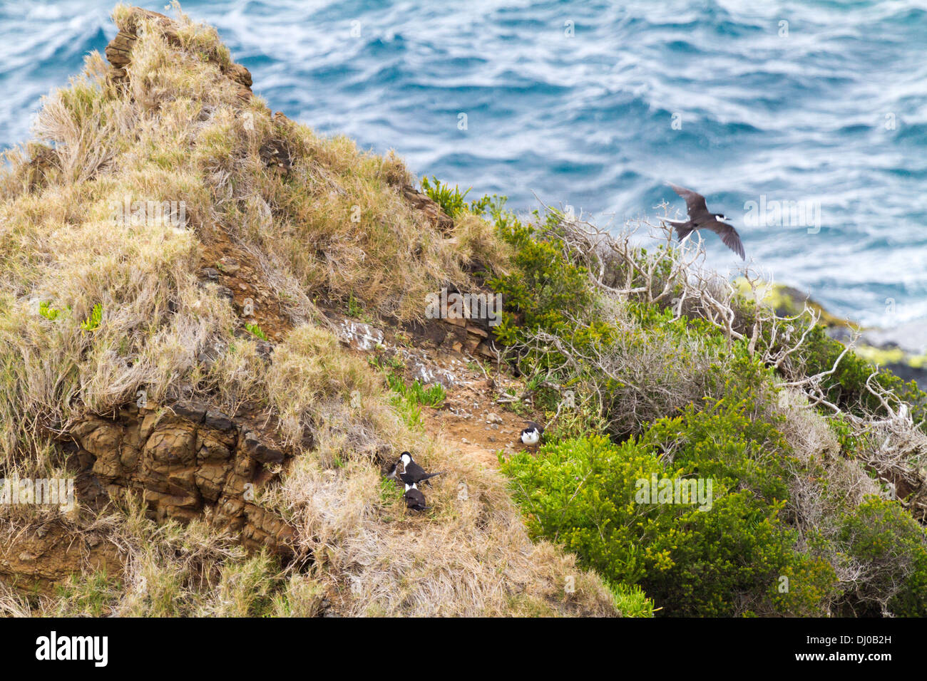 Mutton bird hi-res stock photography and images - Alamy