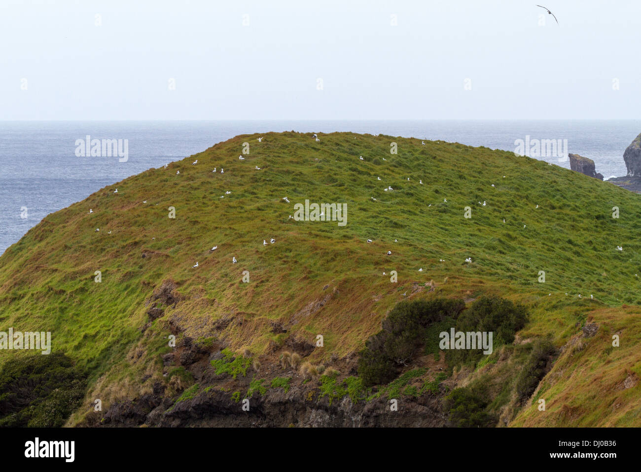 Mutton bird hi-res stock photography and images - Alamy