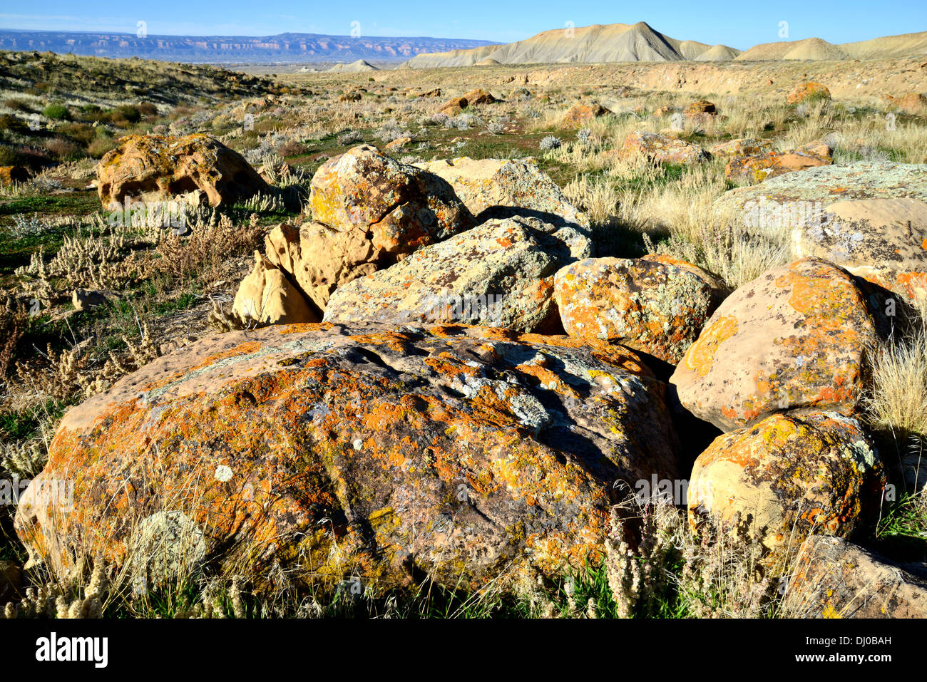 Lichen in the desert hi-res stock photography and images - Alamy