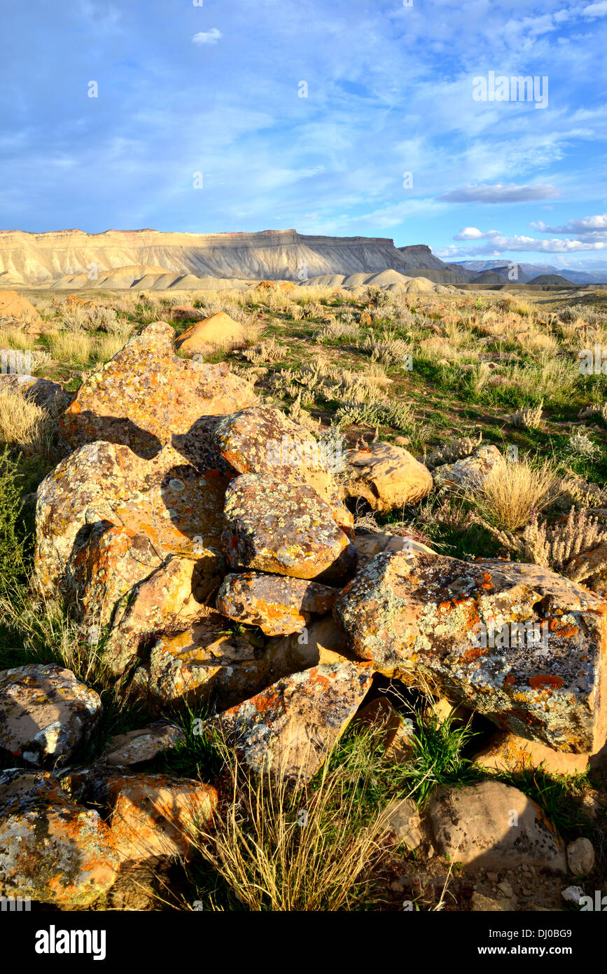 Lichen in the desert hi-res stock photography and images - Alamy