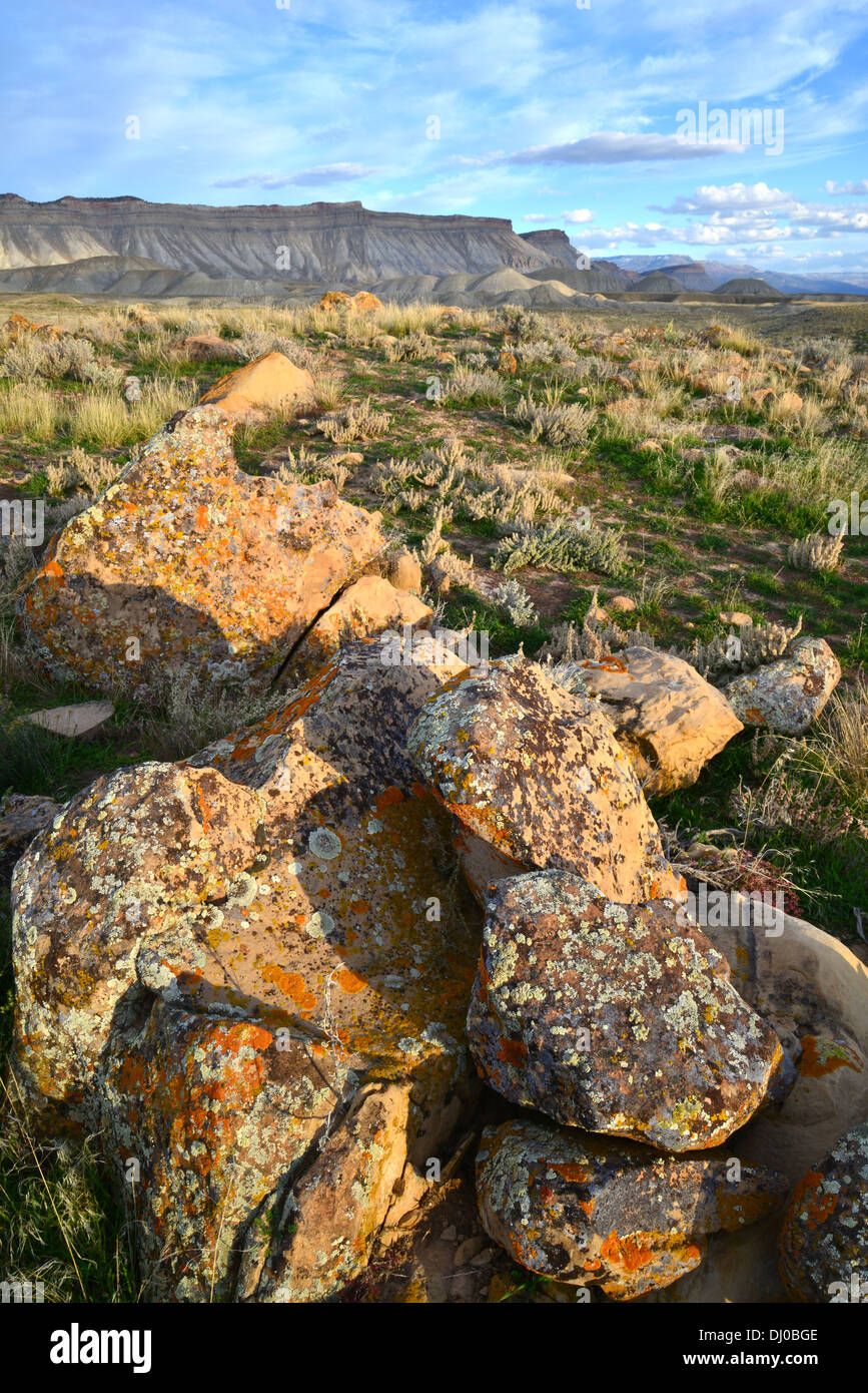Lichen in the desert hi-res stock photography and images - Alamy