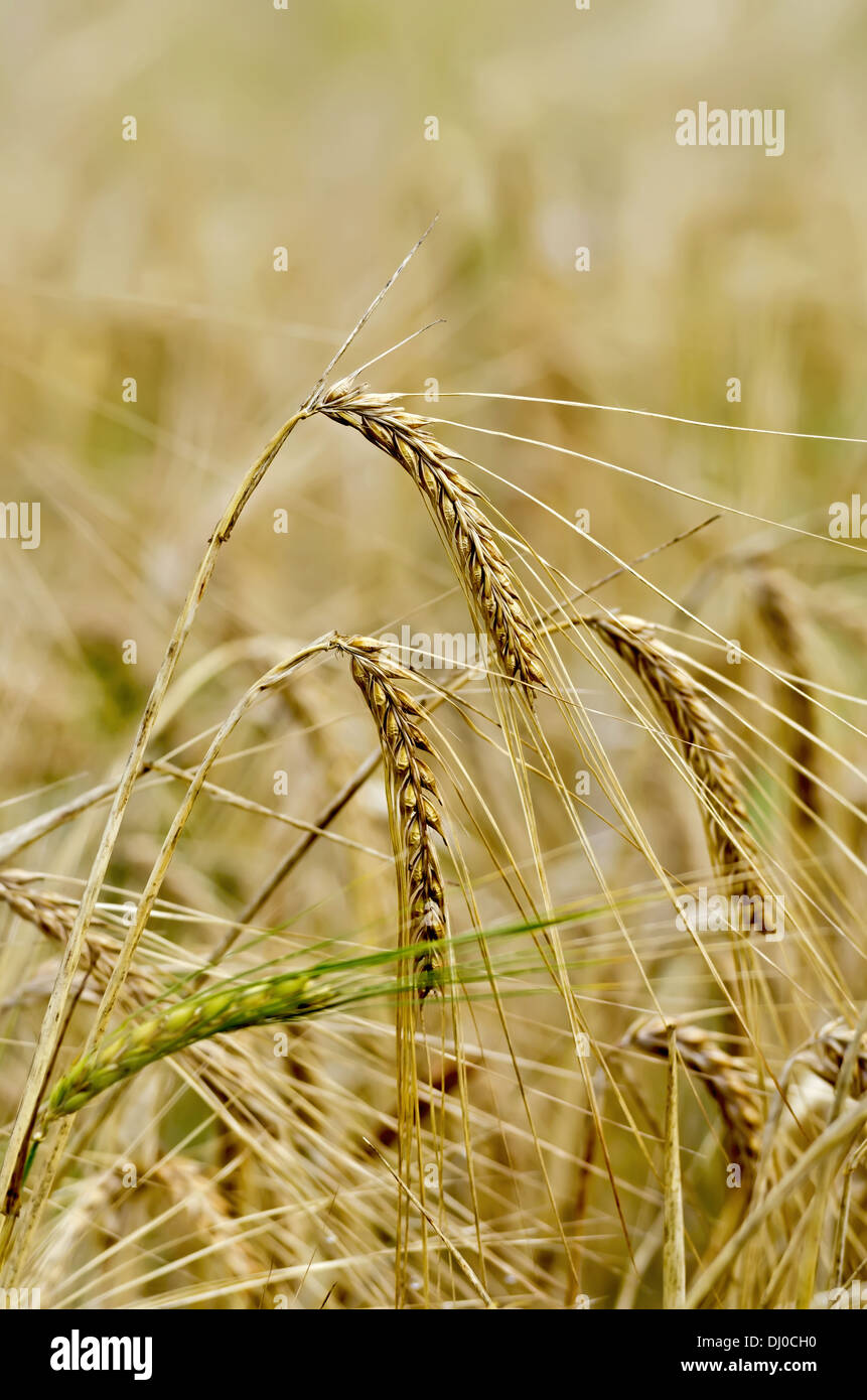 Ripe rye ears on field background Stock Photo - Alamy