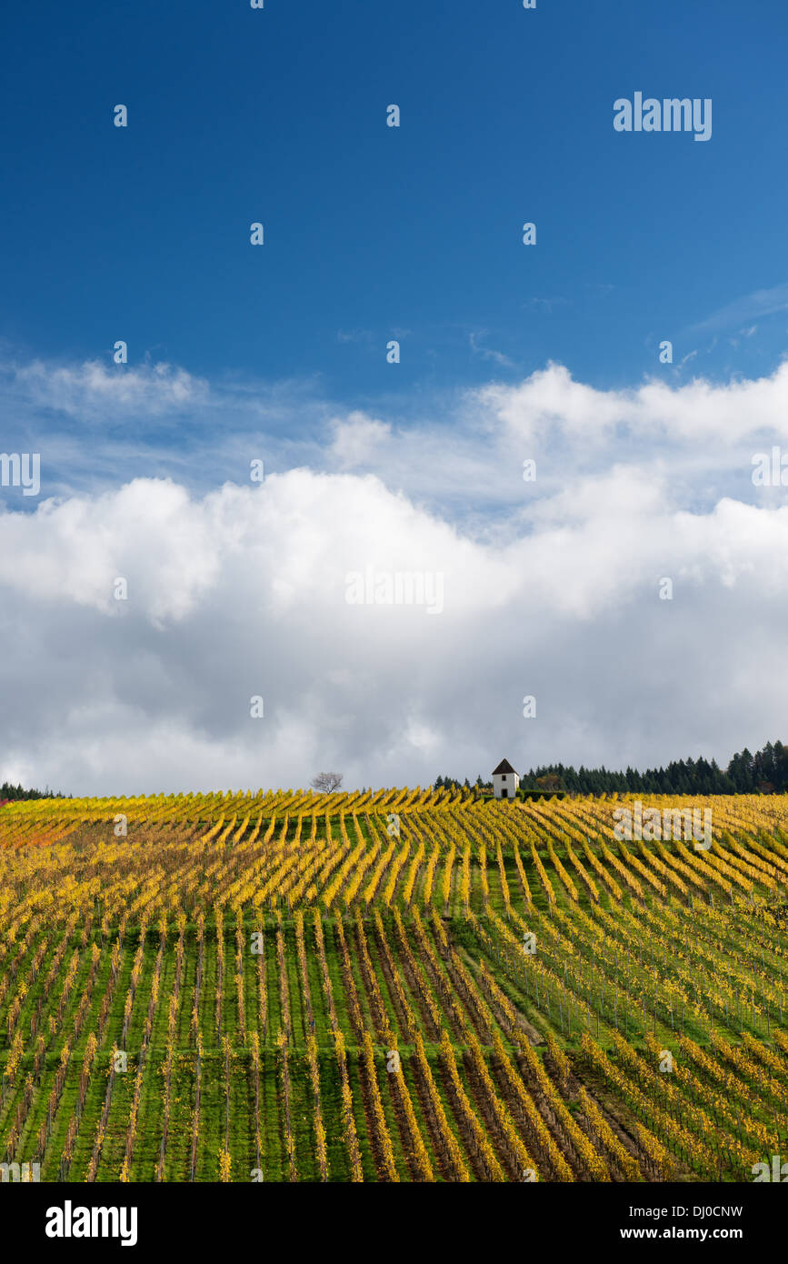 Vineyard landscape hi-res stock photography and images - Alamy