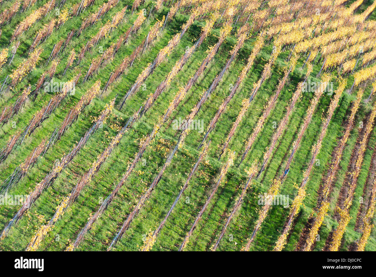 Autumn rows hi-res stock photography and images - Alamy