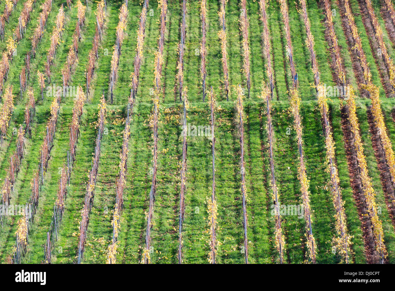 Rows of Vineyard in Autumn Stock Photo - Alamy