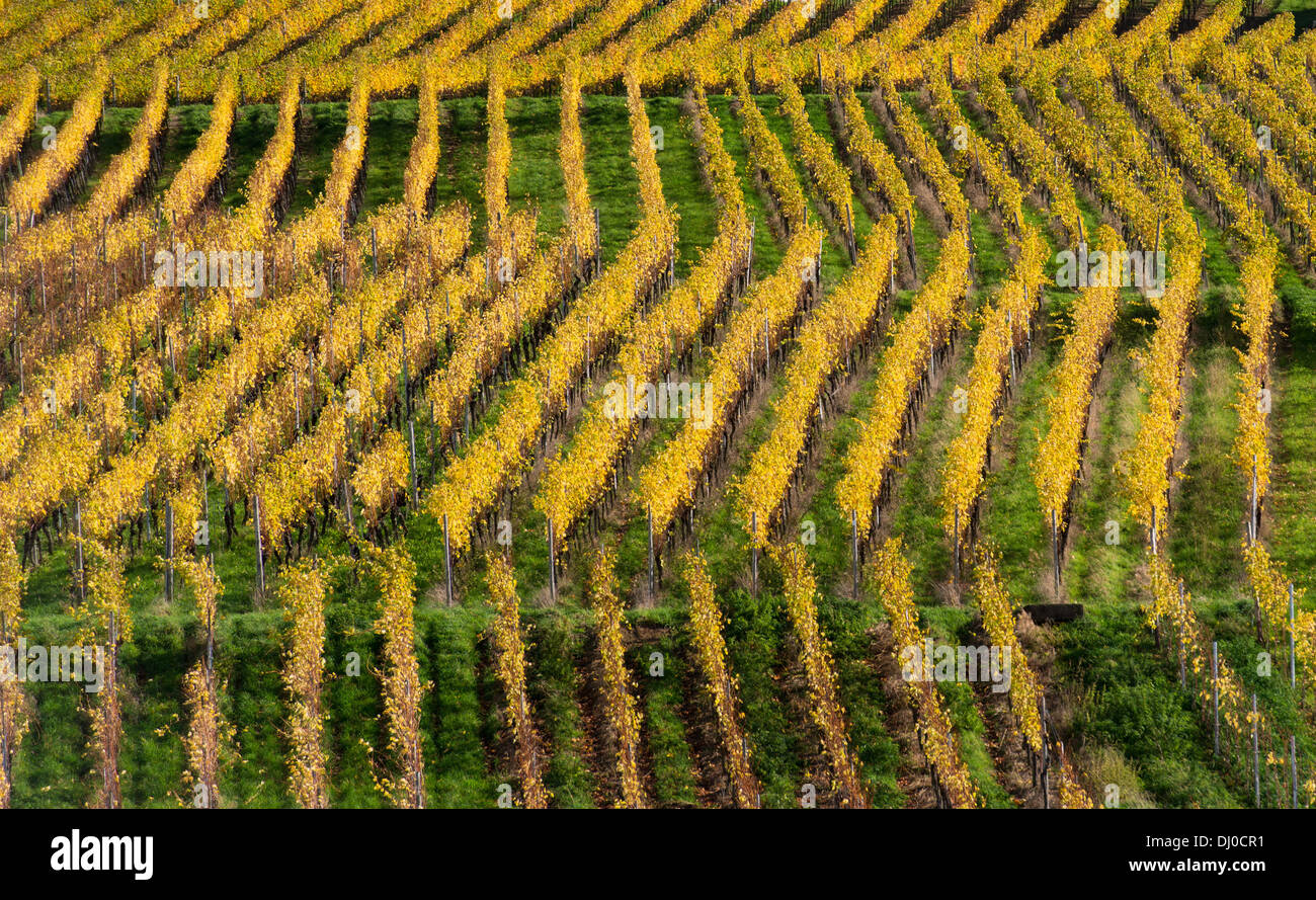 Rows of vineyard hi-res stock photography and images - Alamy